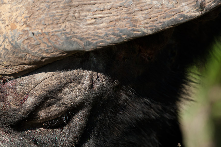 African Buffalo with raised eyebrow | Hannelie de Klerk